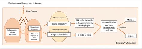 Proposed Pathogenesis Of As Ild Adapted From Gallay Et Al 8