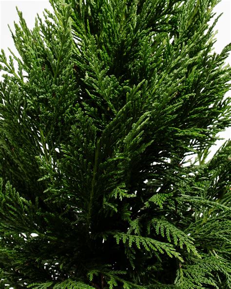 Leyland Cypress Christmas Tree Holiday Plants Lively Root