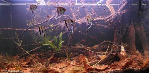 Best Information About Biotope Aquarium Basic Tips And Guide