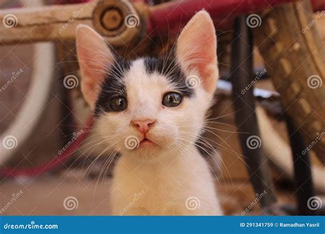 The Bravest Explorer Stock Image Image Of Cutest Whiskers 291341759