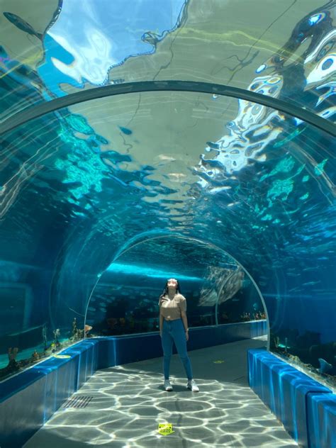 Cebu Ocean Park Ocean Park Cebu Cebu City