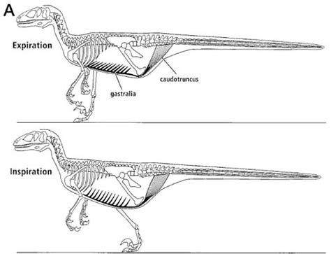 Evolution Of Cuirassal Breathing