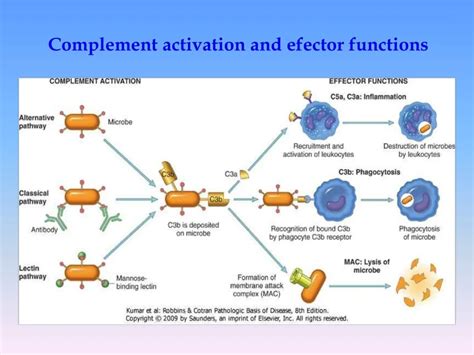 Ppt Complement System Immunity And Function Powerpoint Presentation Id9586560