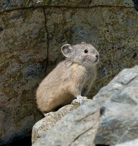 Adorable Pika In Rocky Wilderness Wallpaper Background Free Download