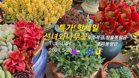 2023년 5월30일 세일 할인~국민다육 방문구매3개5000원선녀와나무꽃화분다육신상안내다육금화분택배다육택배다육이다육식물인천다육 Youtube