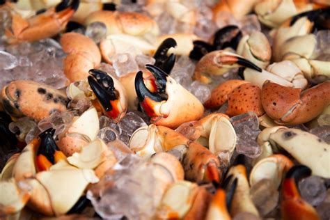 Stone Crabs In Florida Details About Removing Claws And Harvesting Them