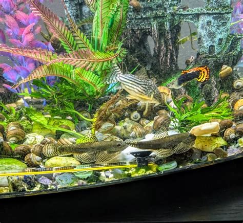 Species And Sex Of Hillstream Loaches Rloaches