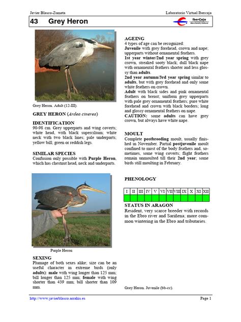 Grey Heron Identification Guide Pdf