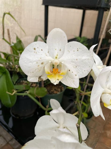 Phalaenopsis Botrytis This Is What Happens When Phals Get Watered Too