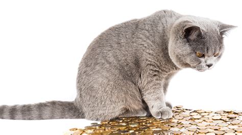 Money Cat Wallpapers Wallpaper Cave
