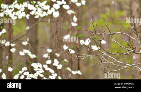 Ruby Throat Hummingbird Stock Videos And Footage Hd And 4k Video Clips