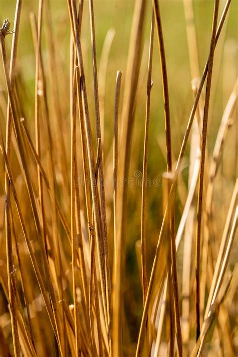 Golden Dry Grass Stems In Warm Outdoor Sunlight Stock Image Image Of