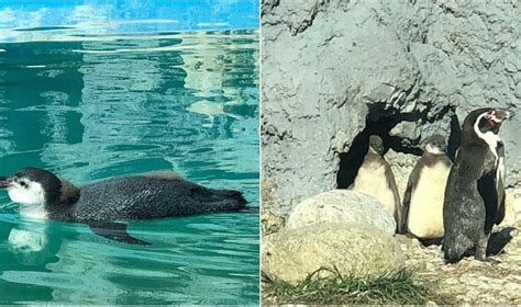 ЗА ПРВПАТ ВО СКОПСКАТА ЗООЛОШКА СЕ РОДИЈА ЧЕТИРИ ПИНГВИНИ СМАРТ СДК МК