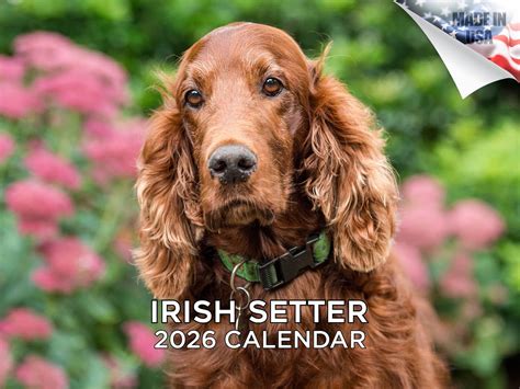 2025 2026 Irish Setter Calendar Dog Breed Monthly Wall Calendar 12
