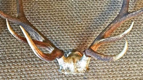 Vintage Ten Point Elk Antlers For Sale At 1stdibs 10 Point Elk