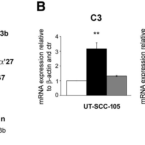Regulation Of C3 And Complement Factor B Cfb Expression In Hacat And