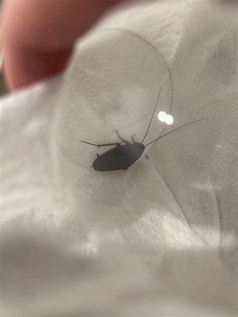 Can Anyone Identify This Kind Of Roach Rroaches