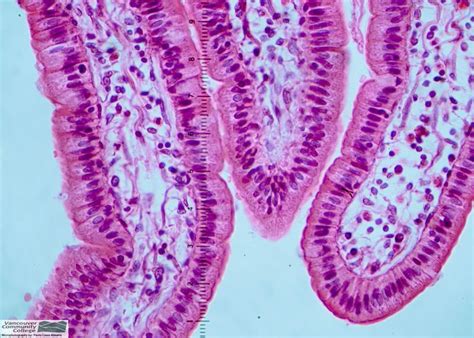 Simple Columnar Epithelium Description Single Layer Of Elongated Cells Function Protection