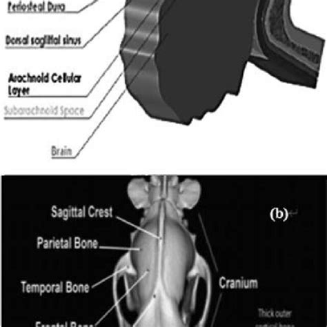 The Thickness Of Diploe Layer For Dog Skull At Frontal Bone Download