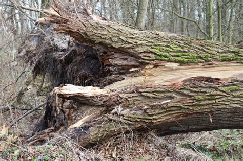 Fallen Giant Stock Image Image Of Climate Risk Dangers 308011349