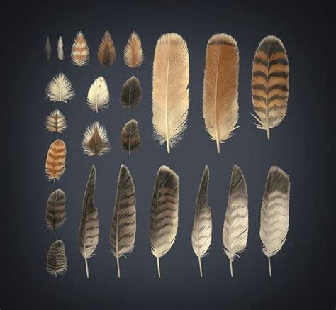 Pin By Tom Tyers On Feather Red Tail Hawk Feathers Hawk Feathers