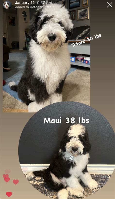 From Petite To Full Grown Sheepadoodle Size With Growth Chart