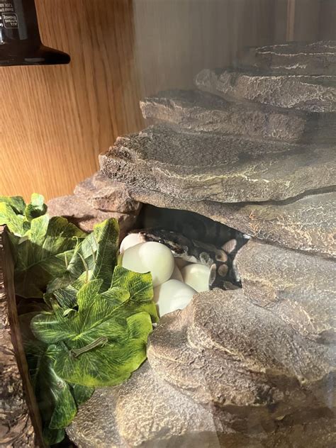 Asexual Reproduction Rballpython