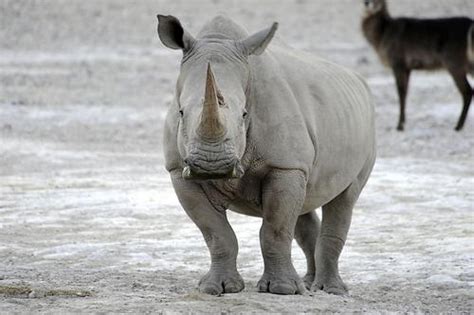 White Rhinoceros 1 Okavangodelta Pictures Geography Im Austria