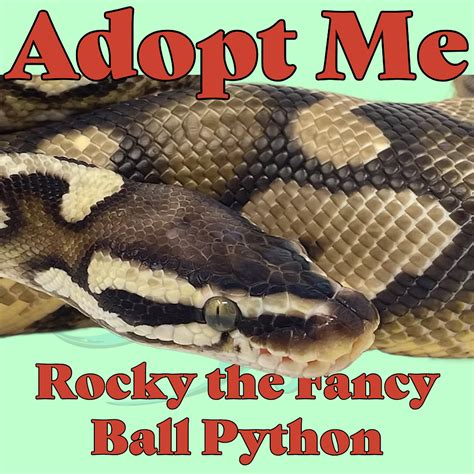 Rocky The Fancy Ball Python Jraar