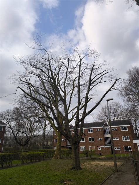 Crown Reduction Ideal Tree Services