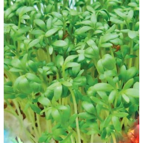 Пикантный семена салата кресс-салат купить от GL Seeds, цена в интернет ...