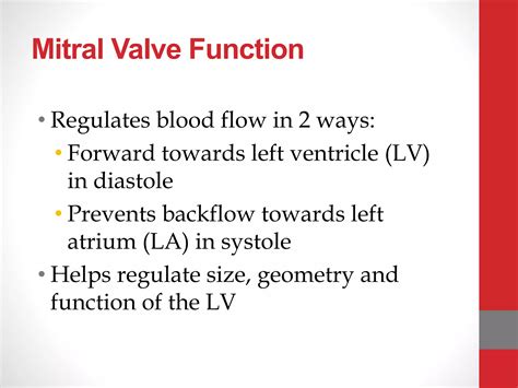 Mitral Valve Anatomypptx