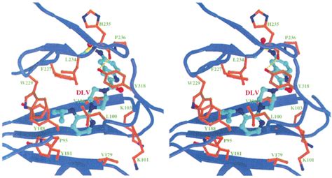 Stereo Image Showing The Major Amino Acids Forming The Nnrti Lipophilic