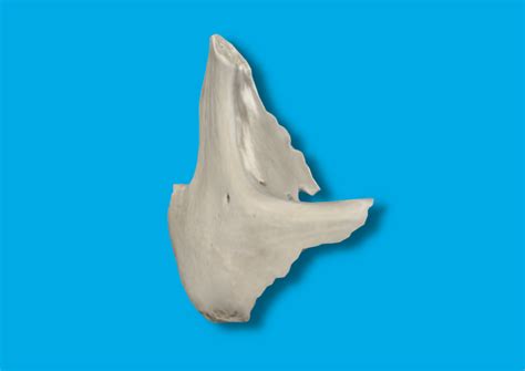 ️ Hueso Cigomático Huesos Cuerpo Humano