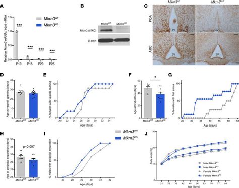 Jci Insight Mkrn3 Inhibits Puberty Onset Via Interaction With Igf2bp1