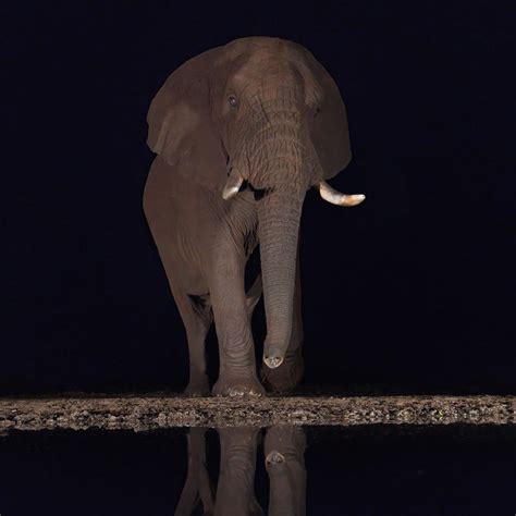 Quand La Nuit Se Reflète Des Photos Danimaux Sauvages à Couper Le Souffle