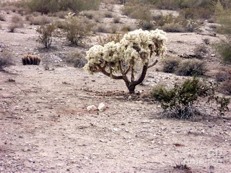 Shrubs In Desert At Elvis Nusbaum Blog