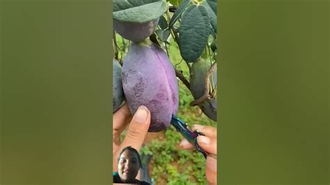 Kevi Fruit Fruit Ihavethisthingwithplants Fruitcutting Farming Shorts Youtube
