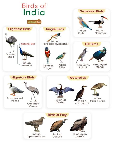 Colorful Birds Facts List Pictures And More