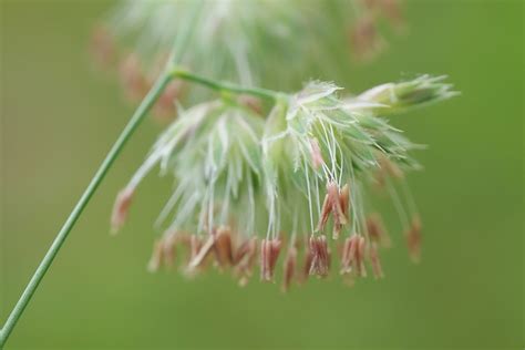 Grass Inflorescence Flowers Free Photo On Pixabay Pixabay