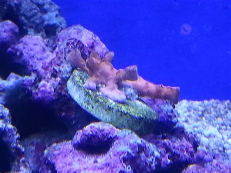 Brown Stringy Algae Emergency Discussion Austin Reef Club