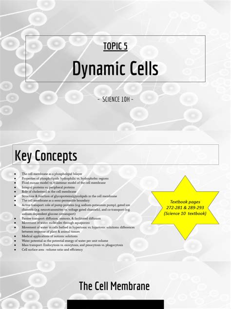 Topic 5 Dynamic Cells Pdf Cell Membrane Lipid Bilayer