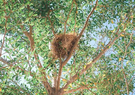 树上的鸟窝，鸟窝