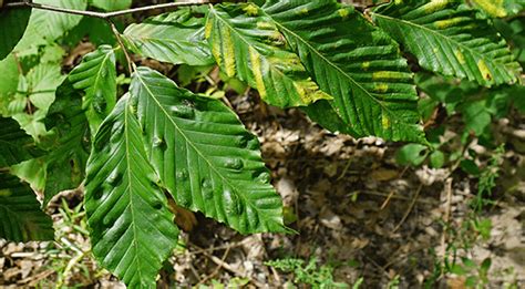 Beech Leaf Disease In Massachusetts