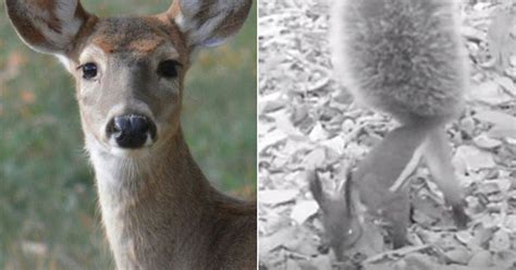 Vampire Squirrel Blamed For Slaying Of Deer Is Finally Caught On