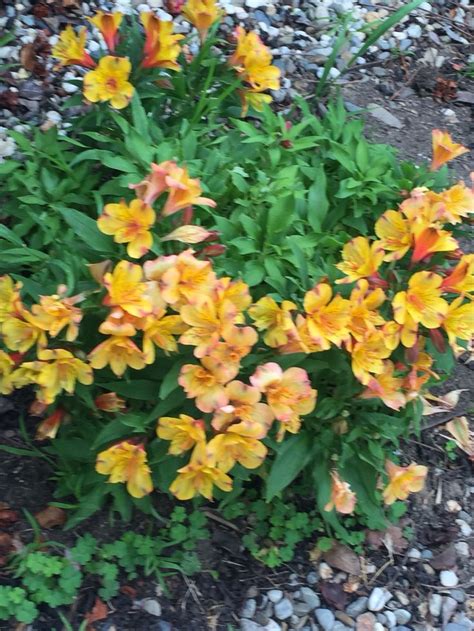 Pretty Berkeley Flowers Plants Flowers Pretty