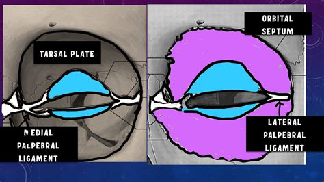 Anatomy Of Eyelid Made Easy Insight Ophthalmology