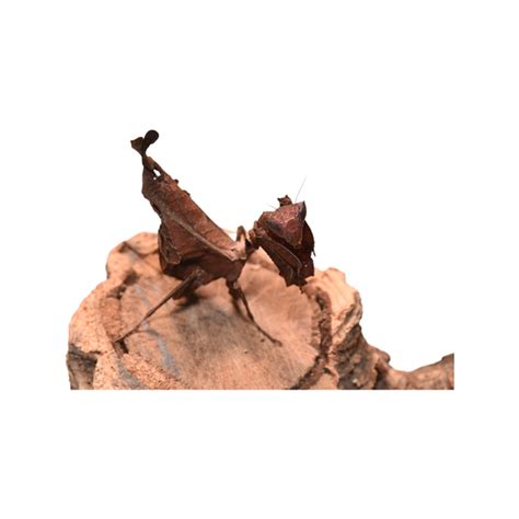 Acanthops Erosula Home Of Insects