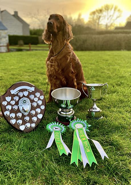 Irish Setters Uk And Ireland Website