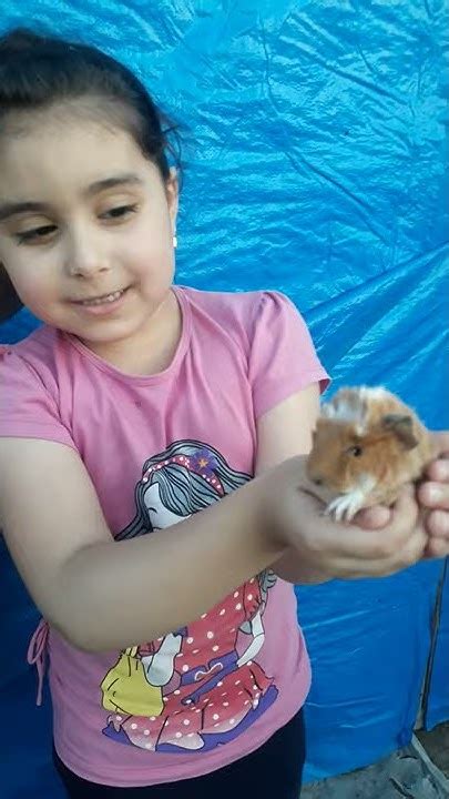 الطبطبائي لواء افراخ الارنب الغيني Youtube